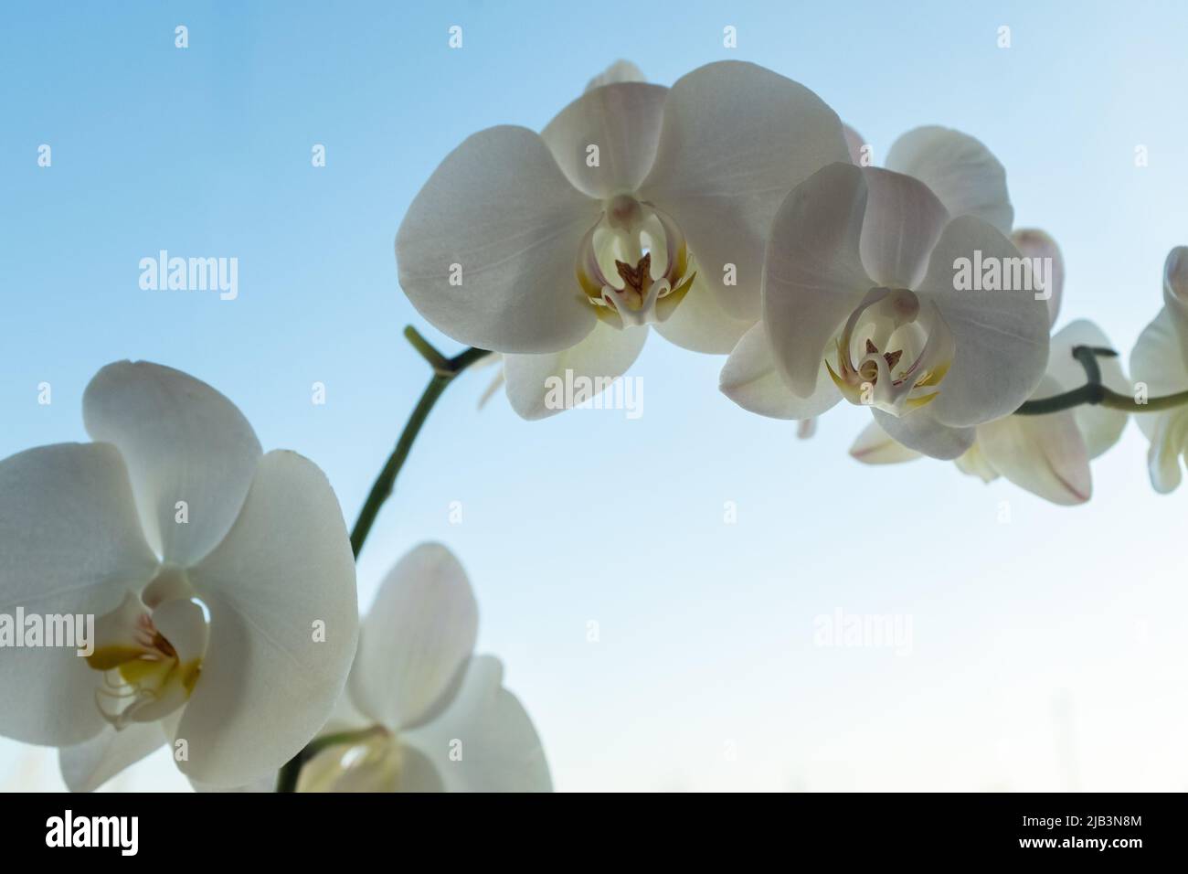 White orchid flowers on light blue background, close up. Amazing ...