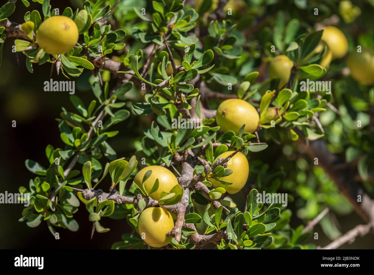 argan fruit, Isk n Mansour park, road from Essaouira to Agadir,morocco ...