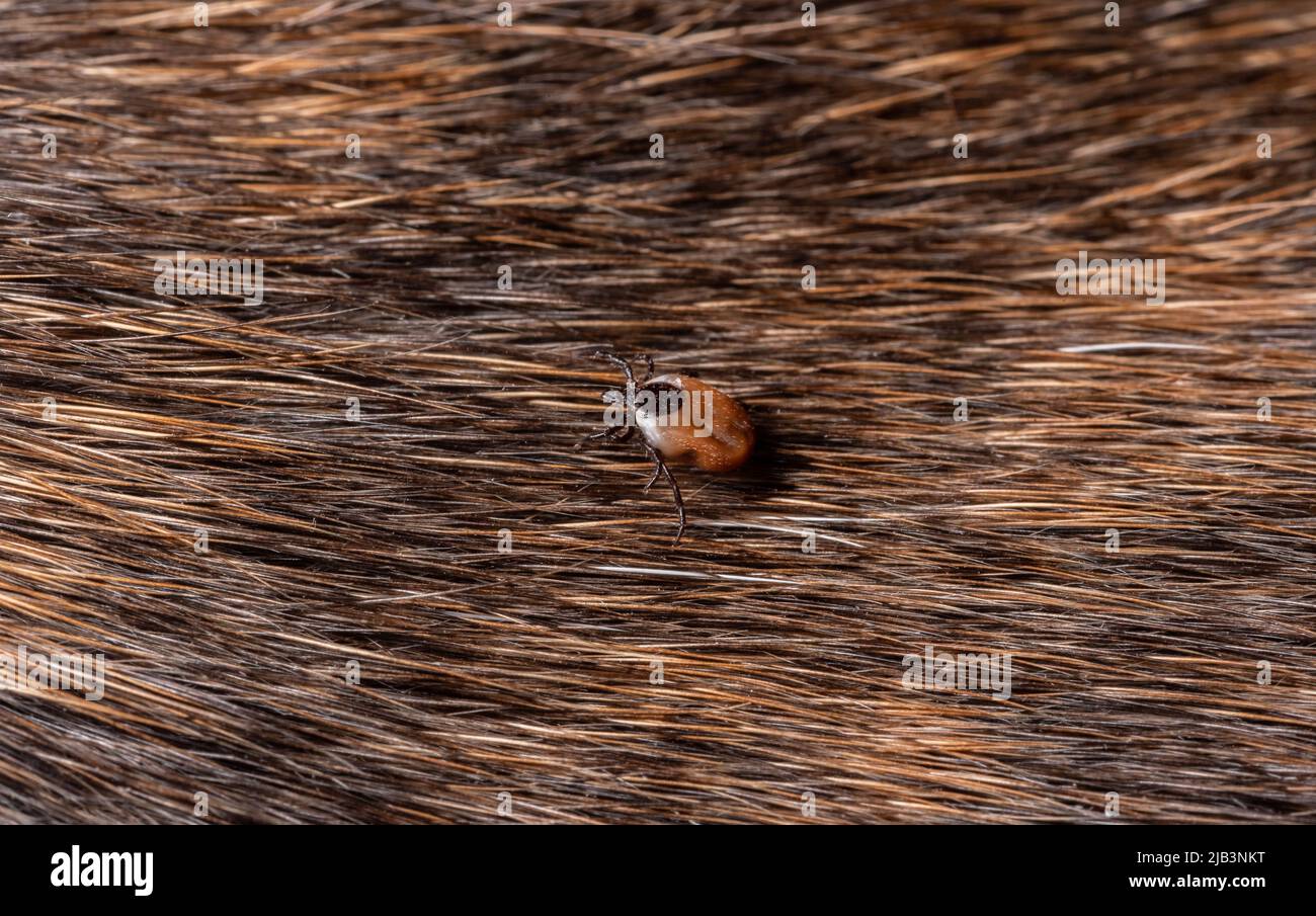 A tick insect close-up isolated on a brown dog's hair. Removing a tick ...