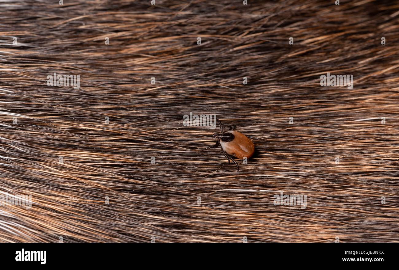 A tick insect close-up isolated on a brown dog's hair. Removing a tick ...