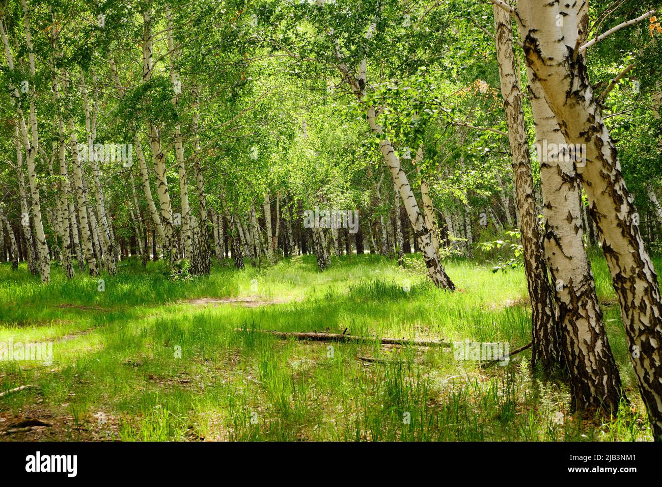 Bright beautiful birch grove hi-res stock photography and images - Alamy