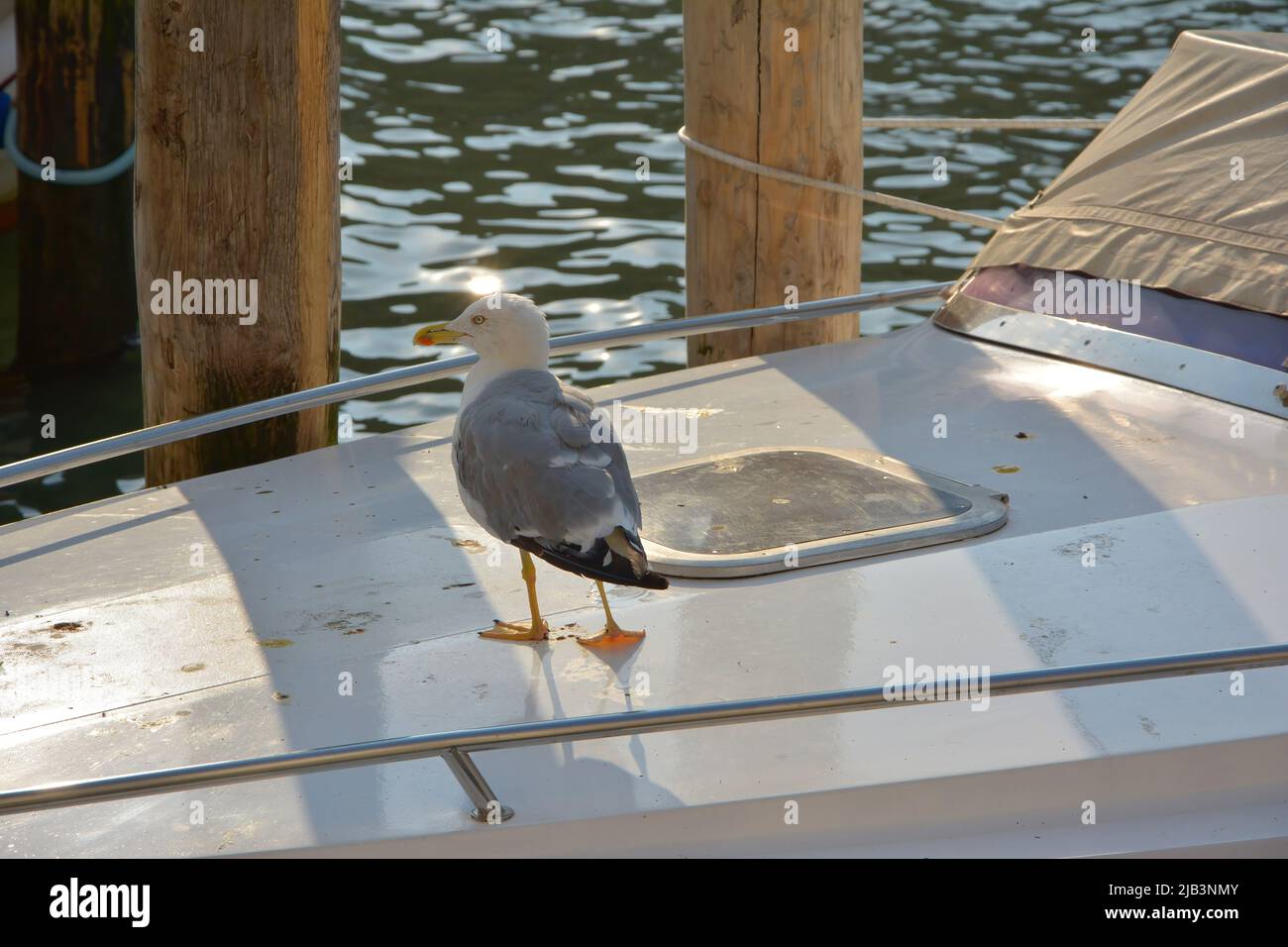 A seagull on a boat in Venice. Some water and binding posts visible in ...