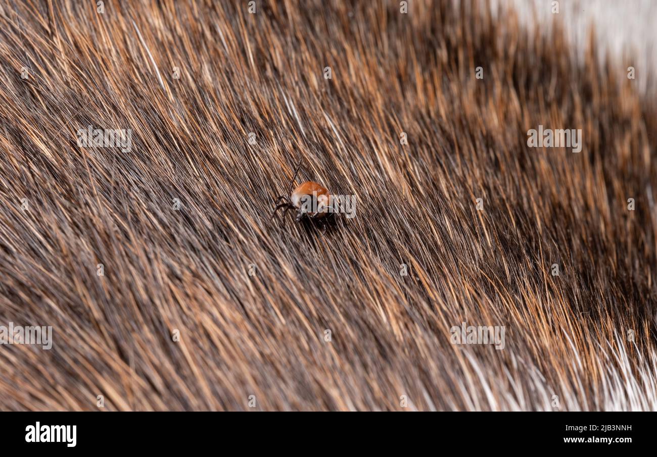 A tick insect close-up isolated on a brown dog's hair. Removing a tick ...