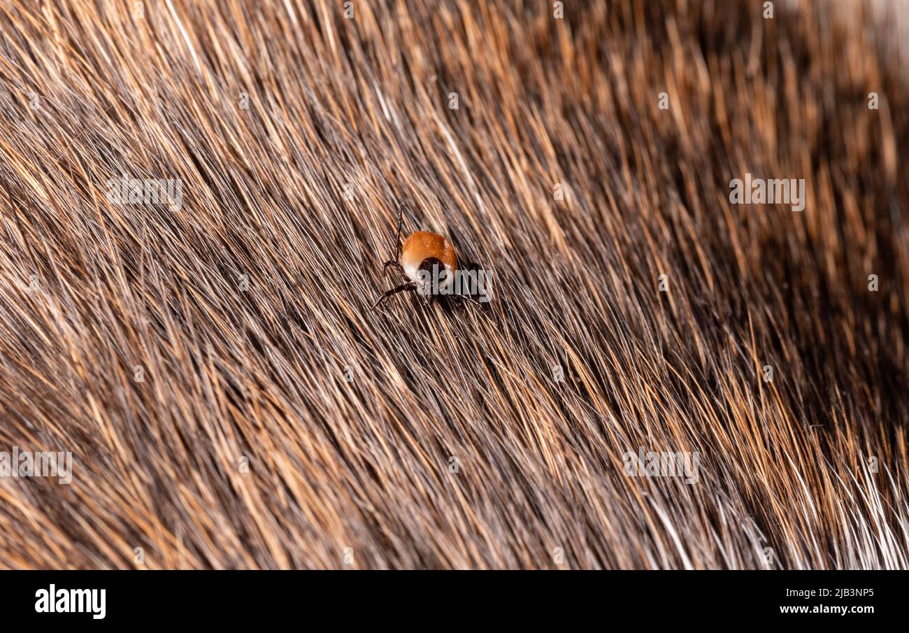 A tick insect close-up isolated on a brown dog's hair. Removing a tick ...