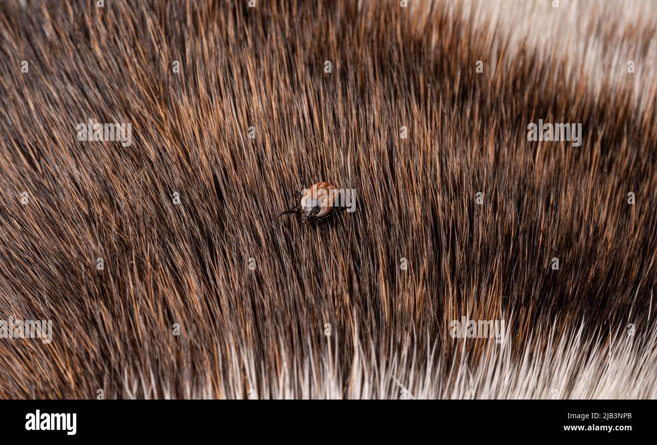 A tick insect close-up isolated on a brown dog's hair. Removing a tick ...