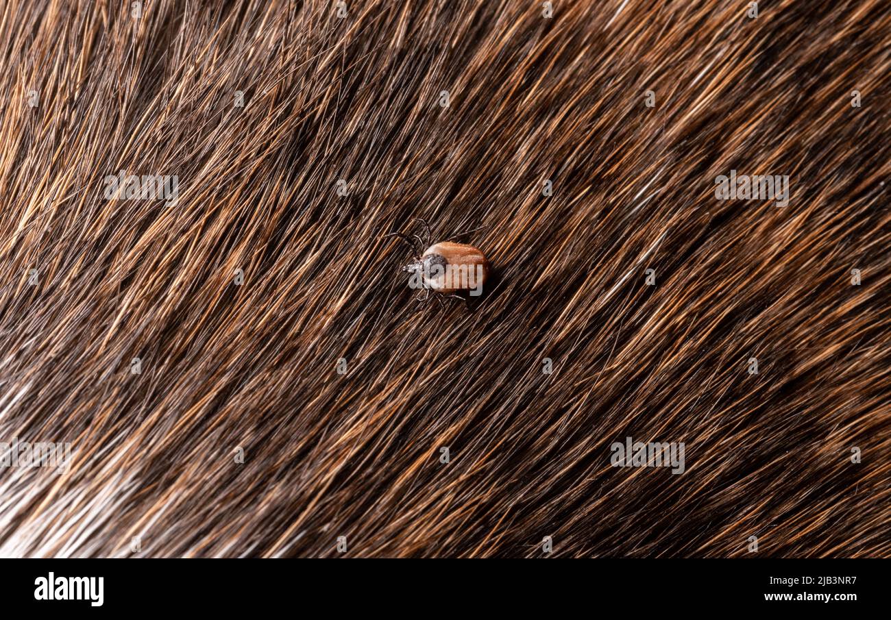 A tick insect close-up isolated on a brown dog's hair. Removing a tick ...