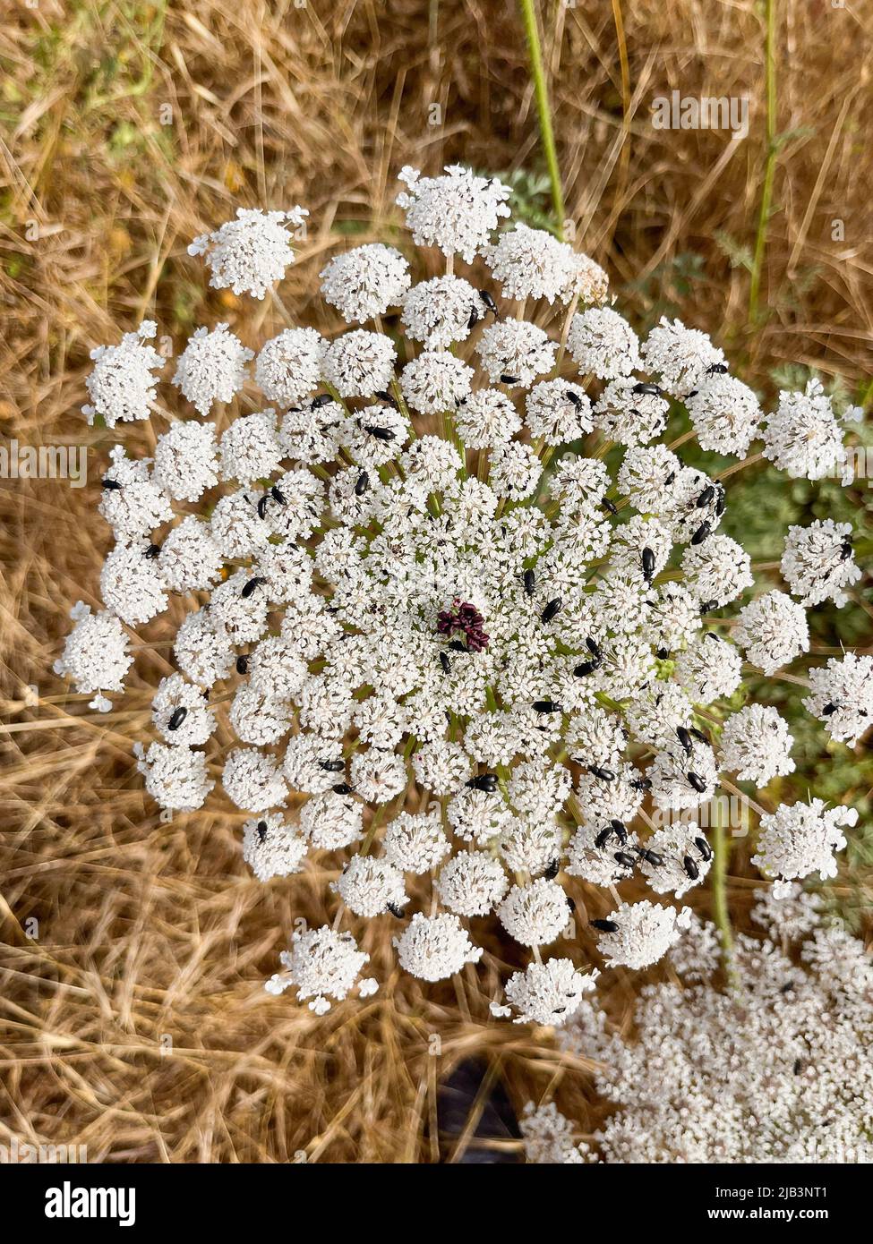 Daucus carota known as wild carrot blooming plant close-up Stock Photo ...