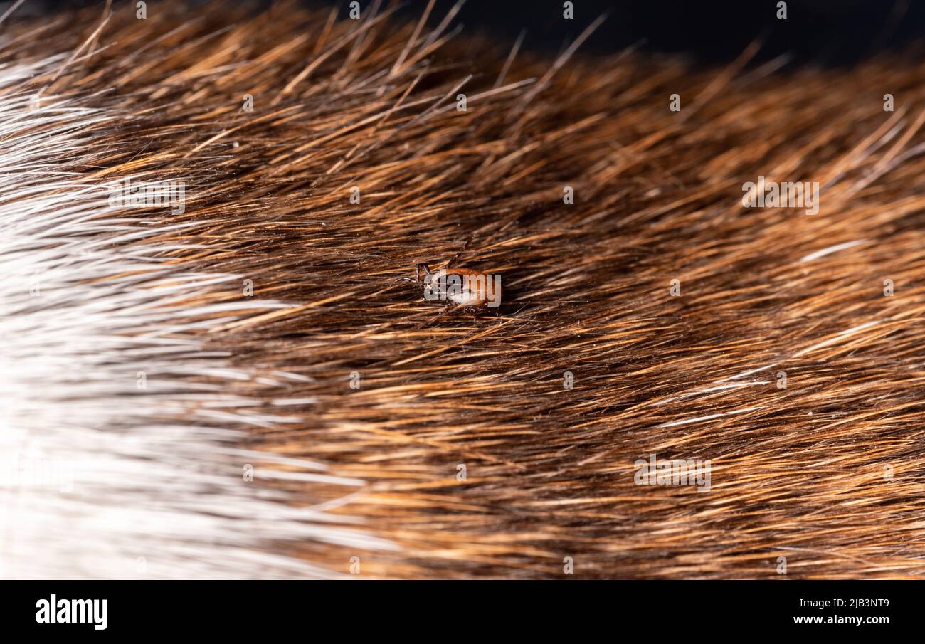 A tick insect close-up isolated on a brown dog's hair. Removing a tick ...