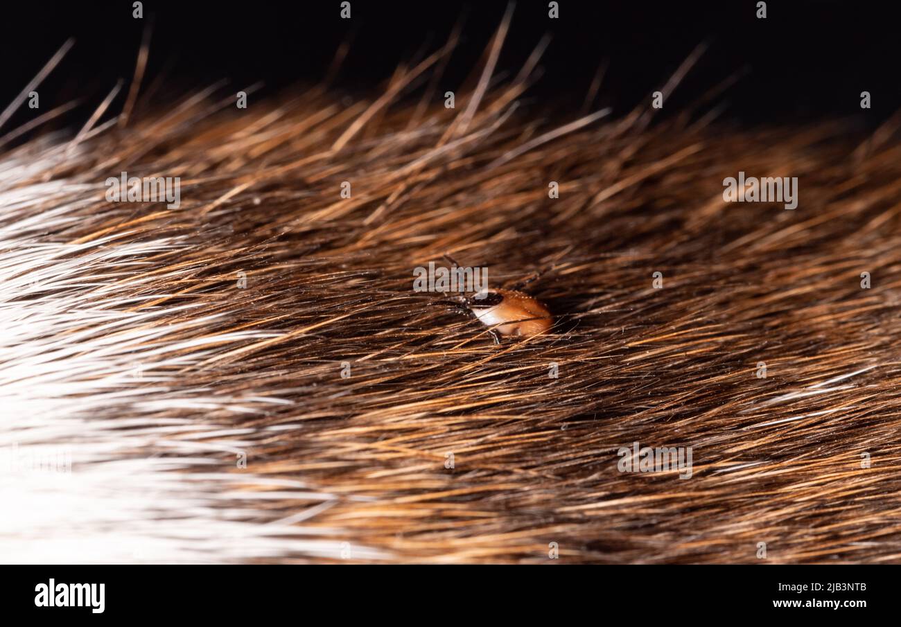 A tick insect close-up isolated on a brown dog's hair. Removing a tick ...