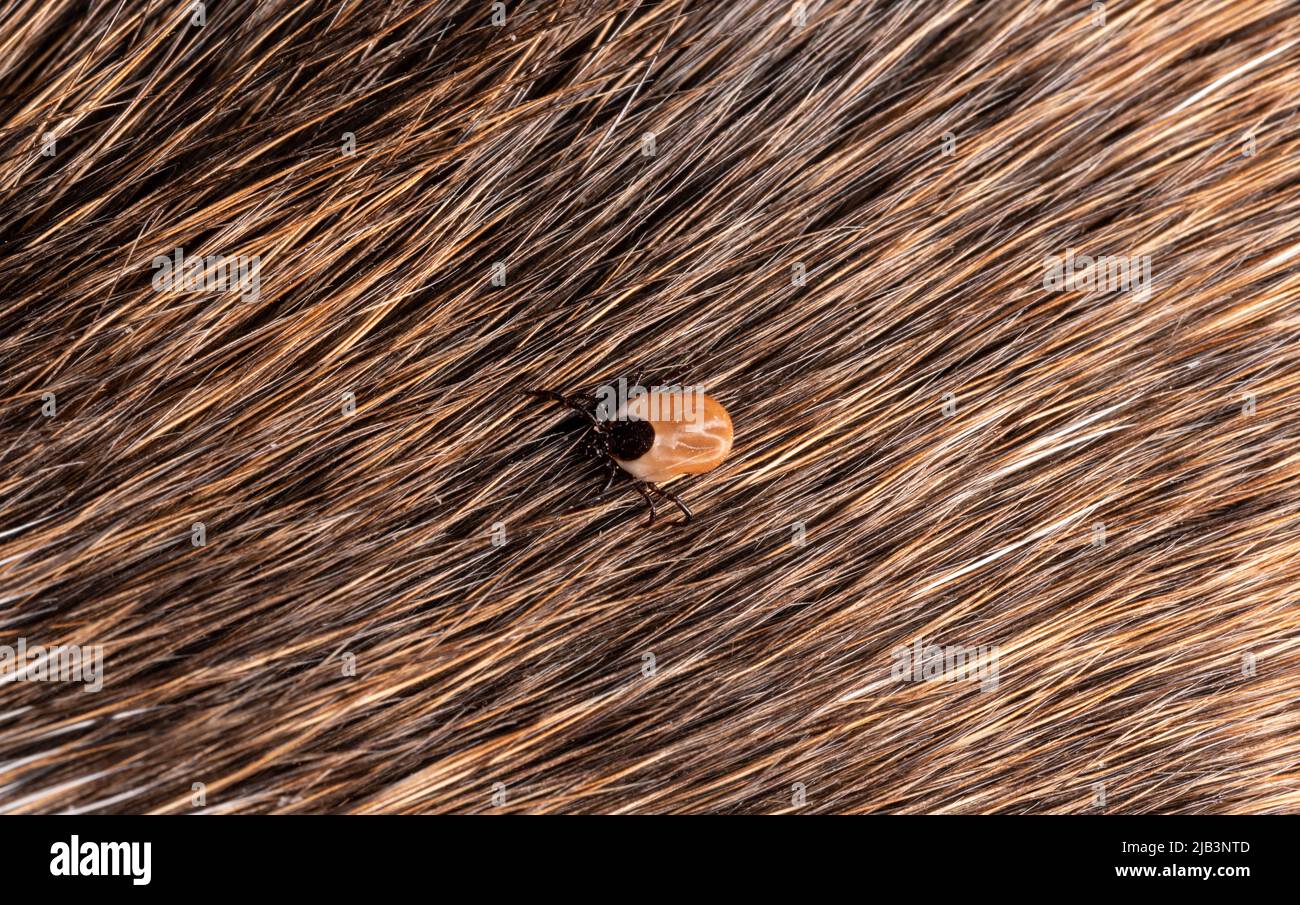 A tick insect close-up isolated on a brown dog's hair. Removing a tick ...