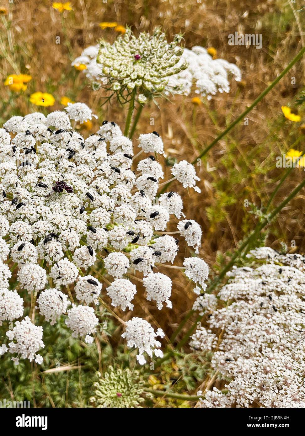 Daucus carota known as wild carrot blooming plant close-up Stock Photo ...
