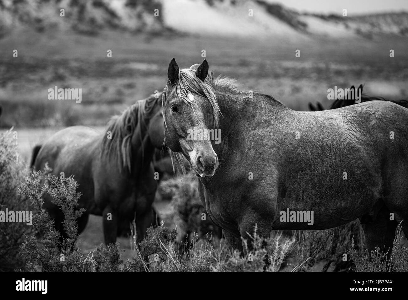 colorful herd of American Ranch horses being rounded up to move to ...