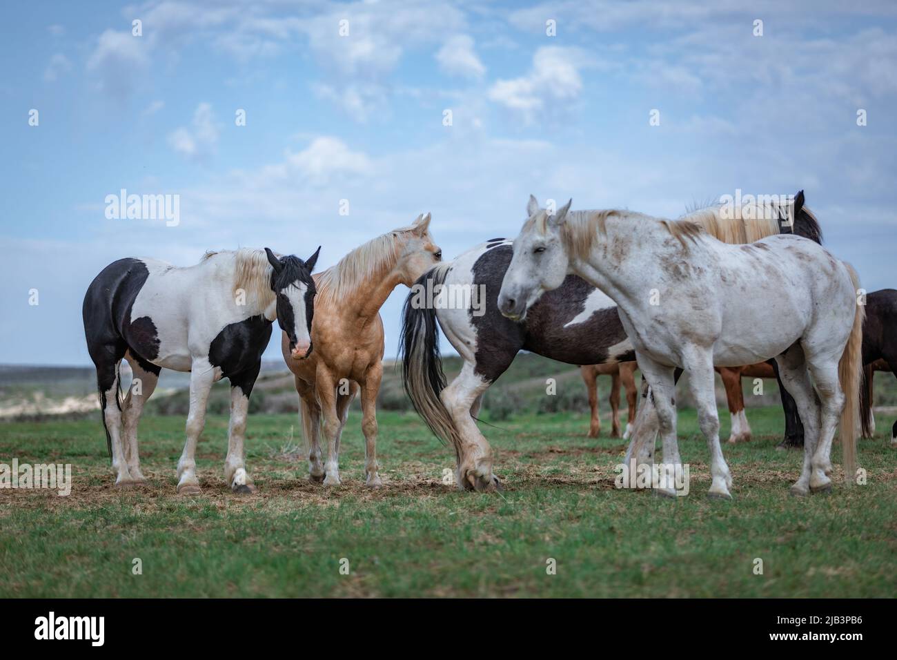 colorful herd of American Ranch horses being rounded up to move to ...
