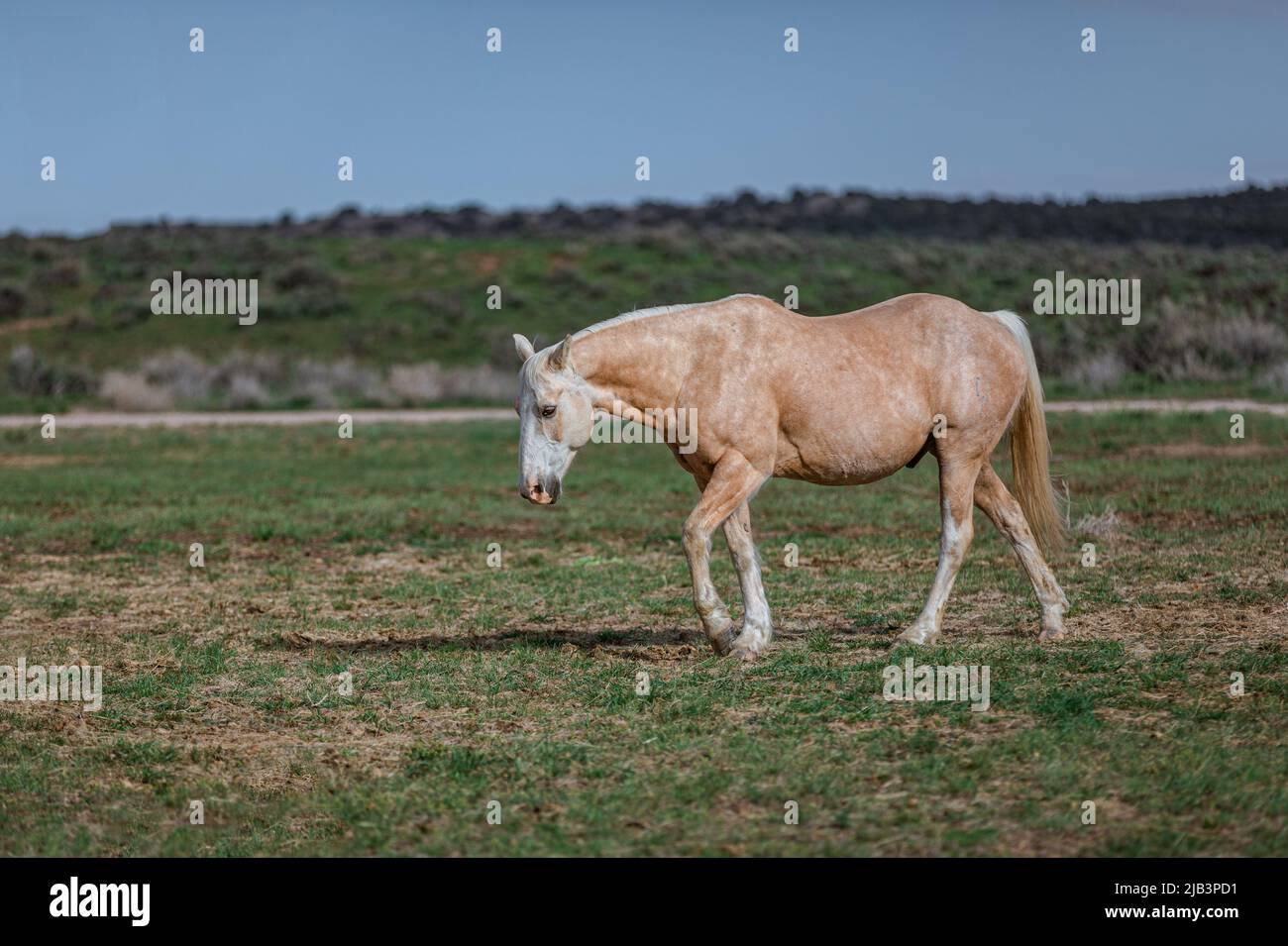 colorful herd of American Ranch horses being rounded up to move to ...