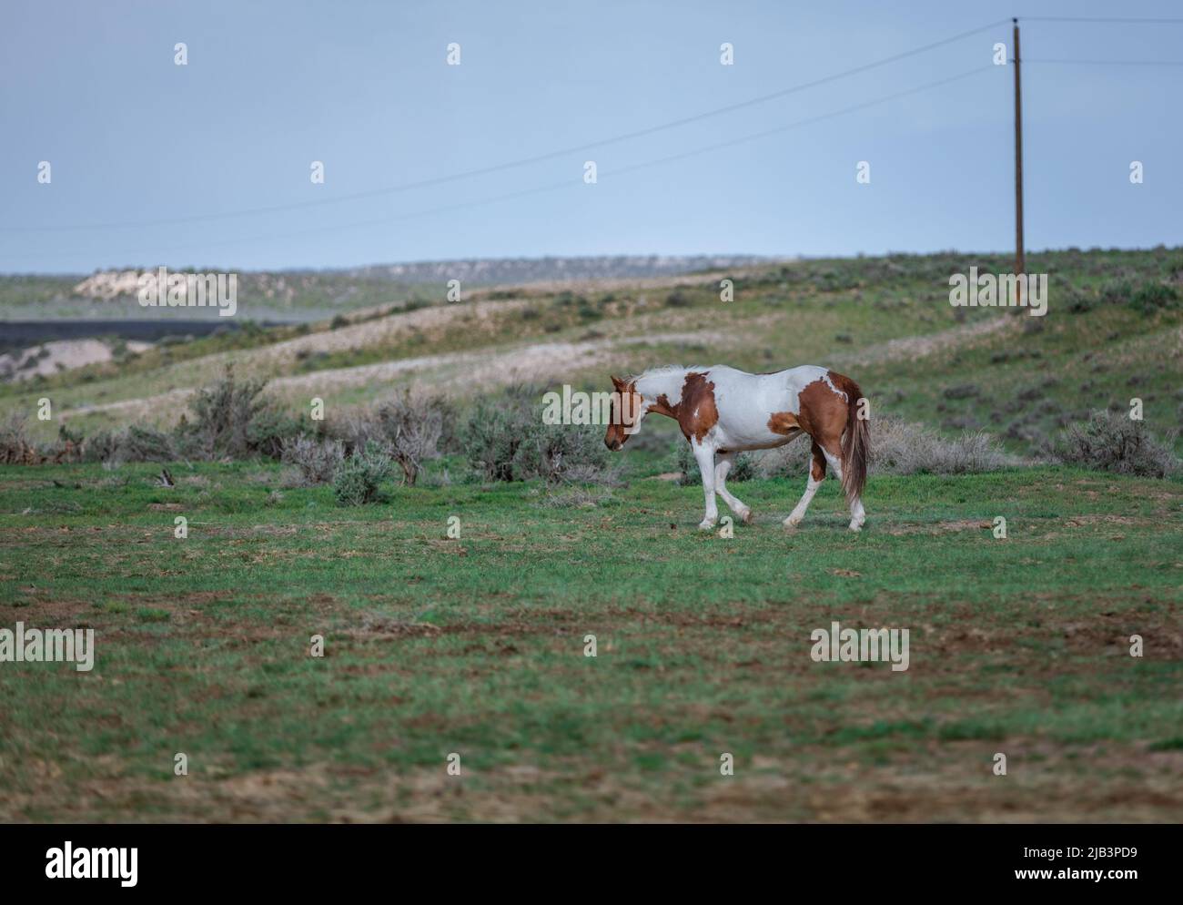 colorful herd of American Ranch horses being rounded up to move to ...
