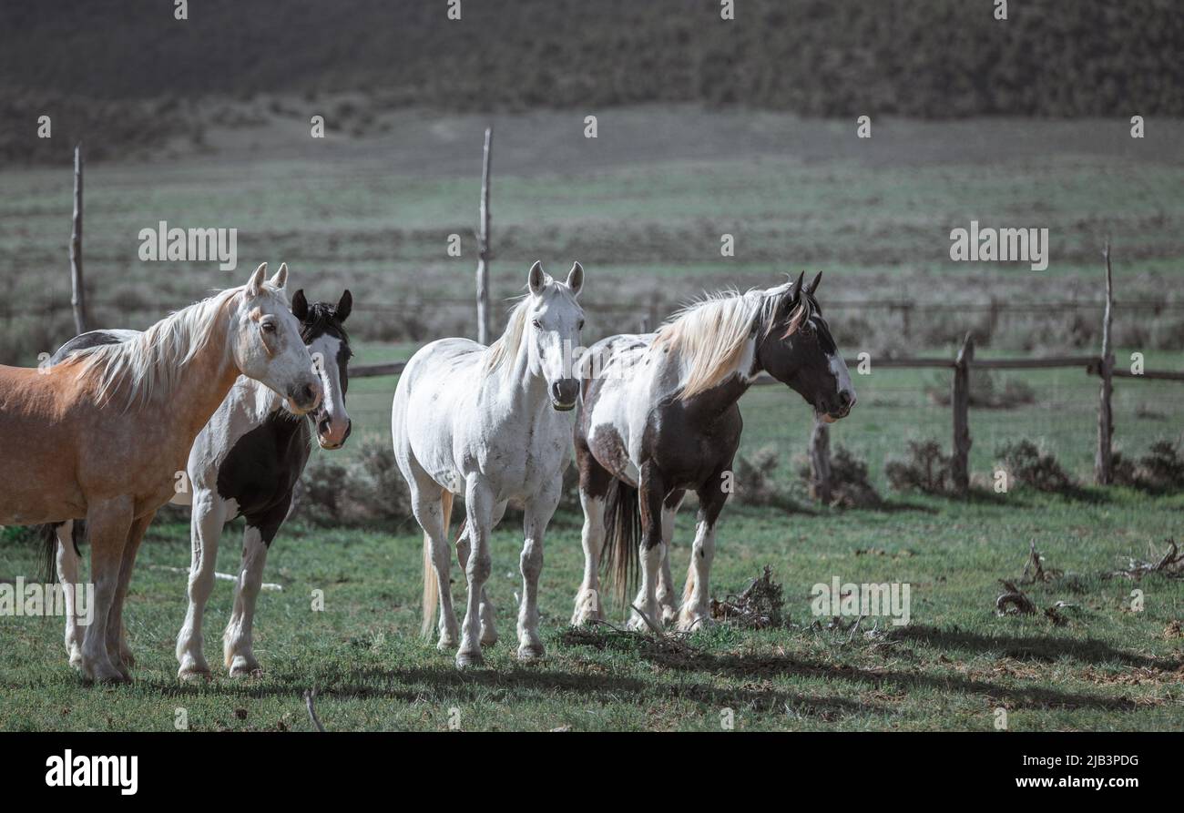 colorful herd of American Ranch horses being rounded up to move to ...