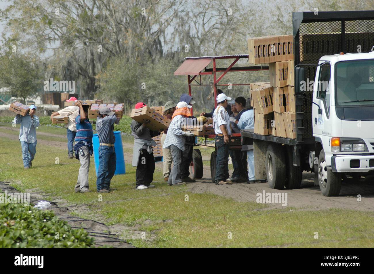 Strawberry harvesting machine hi-res stock photography and images - Alamy