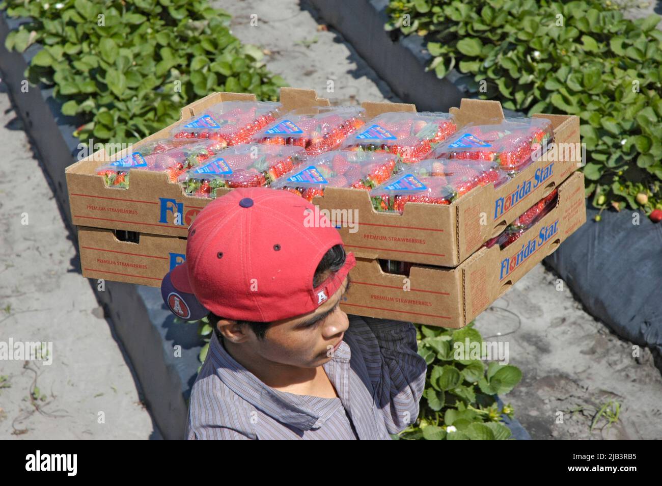 Strawberry harvesting machine hi-res stock photography and images - Alamy