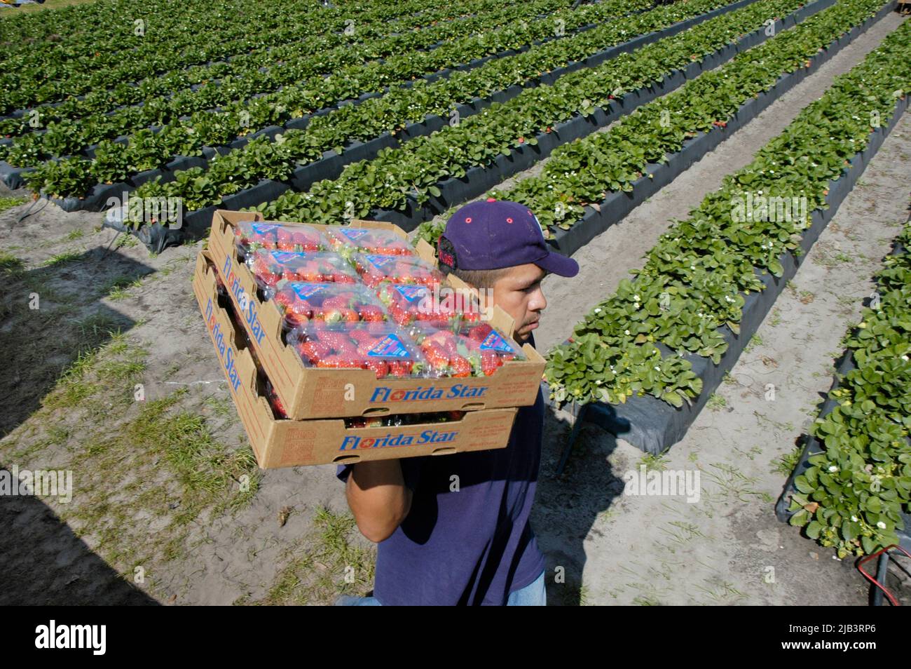 Strawberry harvesting machine hi-res stock photography and images - Alamy