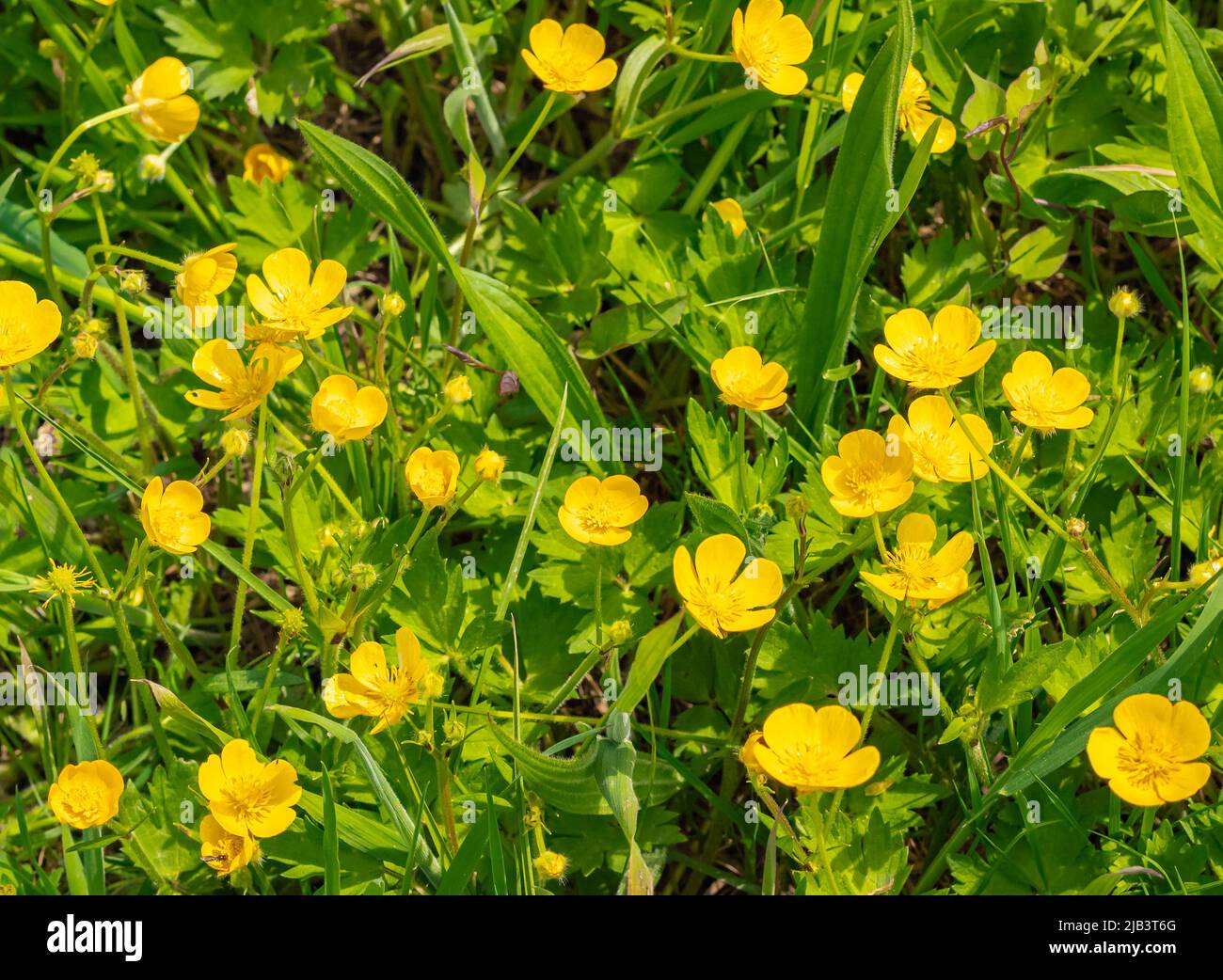 Meadow buttercups floral view with green natural background. Flower bed ...
