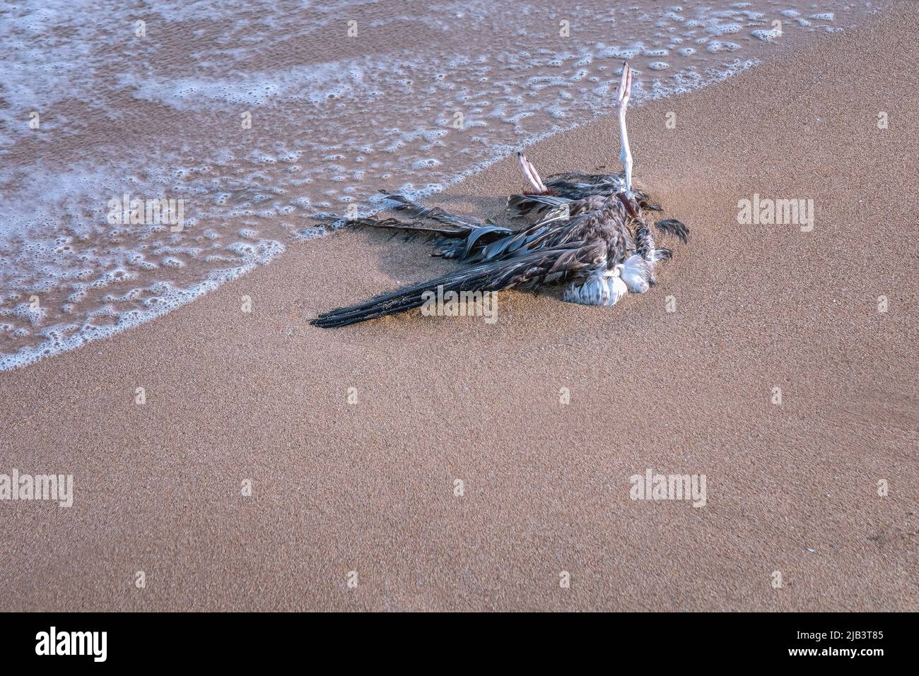 Dead bird covered partly by sand at sea shoreline Stock Photo - Alamy