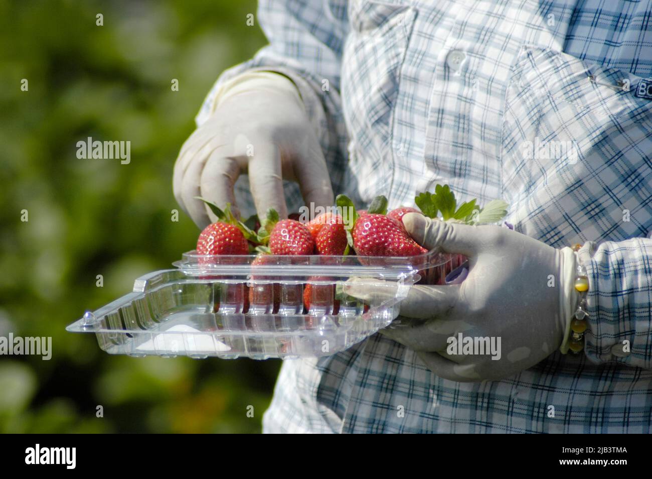 Strawberry harvesting machine hi-res stock photography and images - Alamy