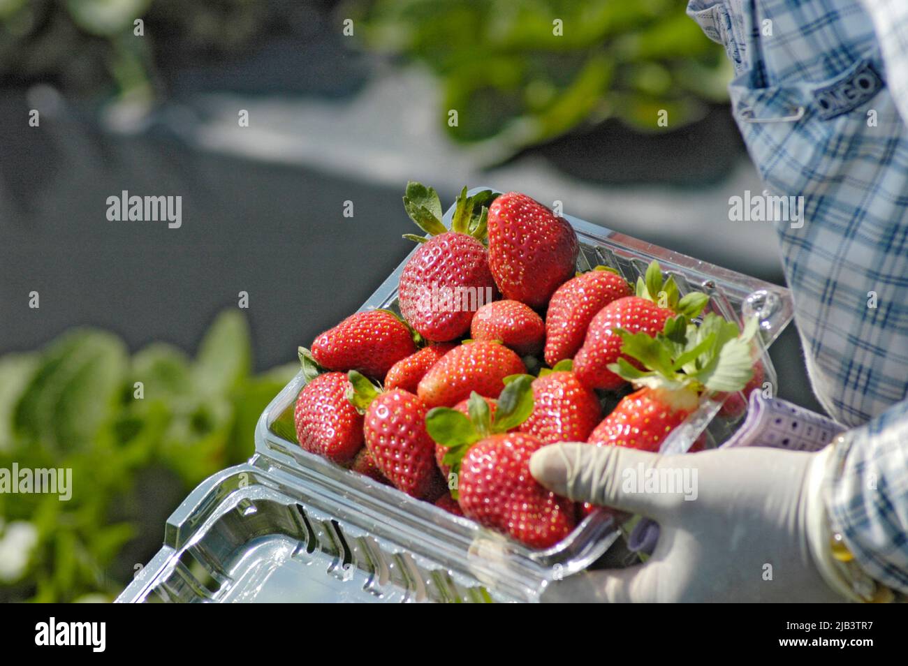 Strawberry harvesting machine hi-res stock photography and images - Alamy