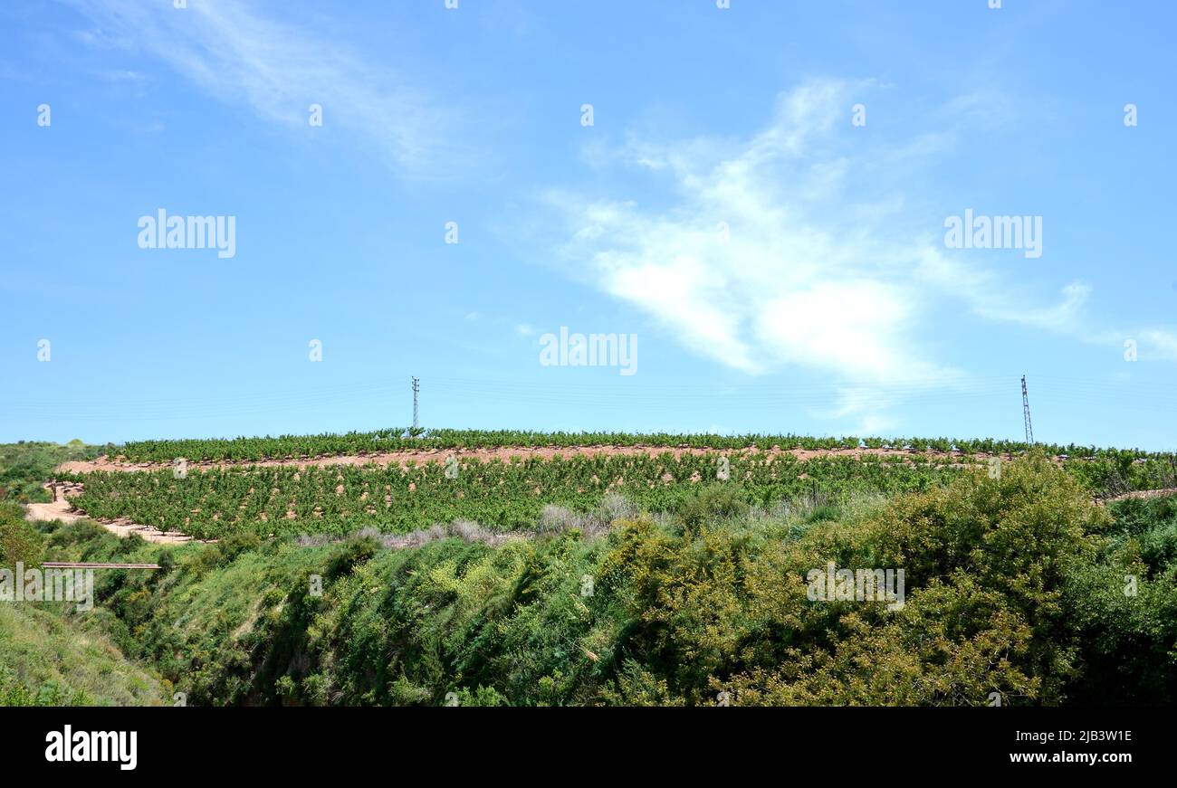 Landscapes and plants in the area of the Ayuna water stream. River ...