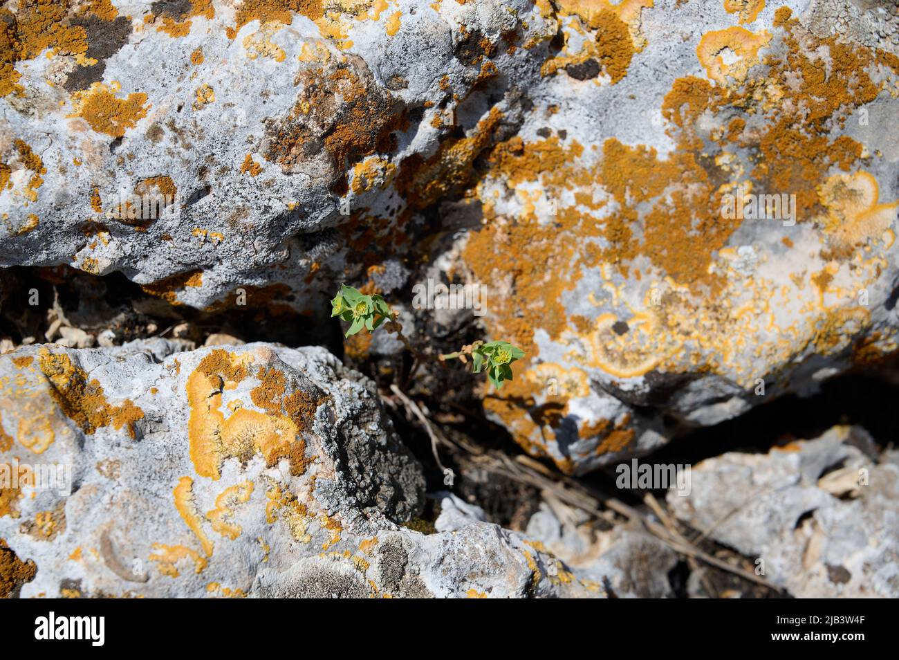 Landscapes and plants in the area of the Ayuna water stream. River ...