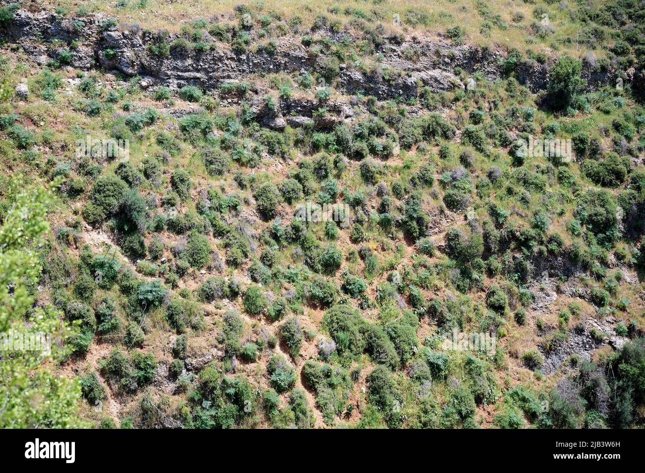 Landscapes and plants in the area of the Ayuna water stream. River ...
