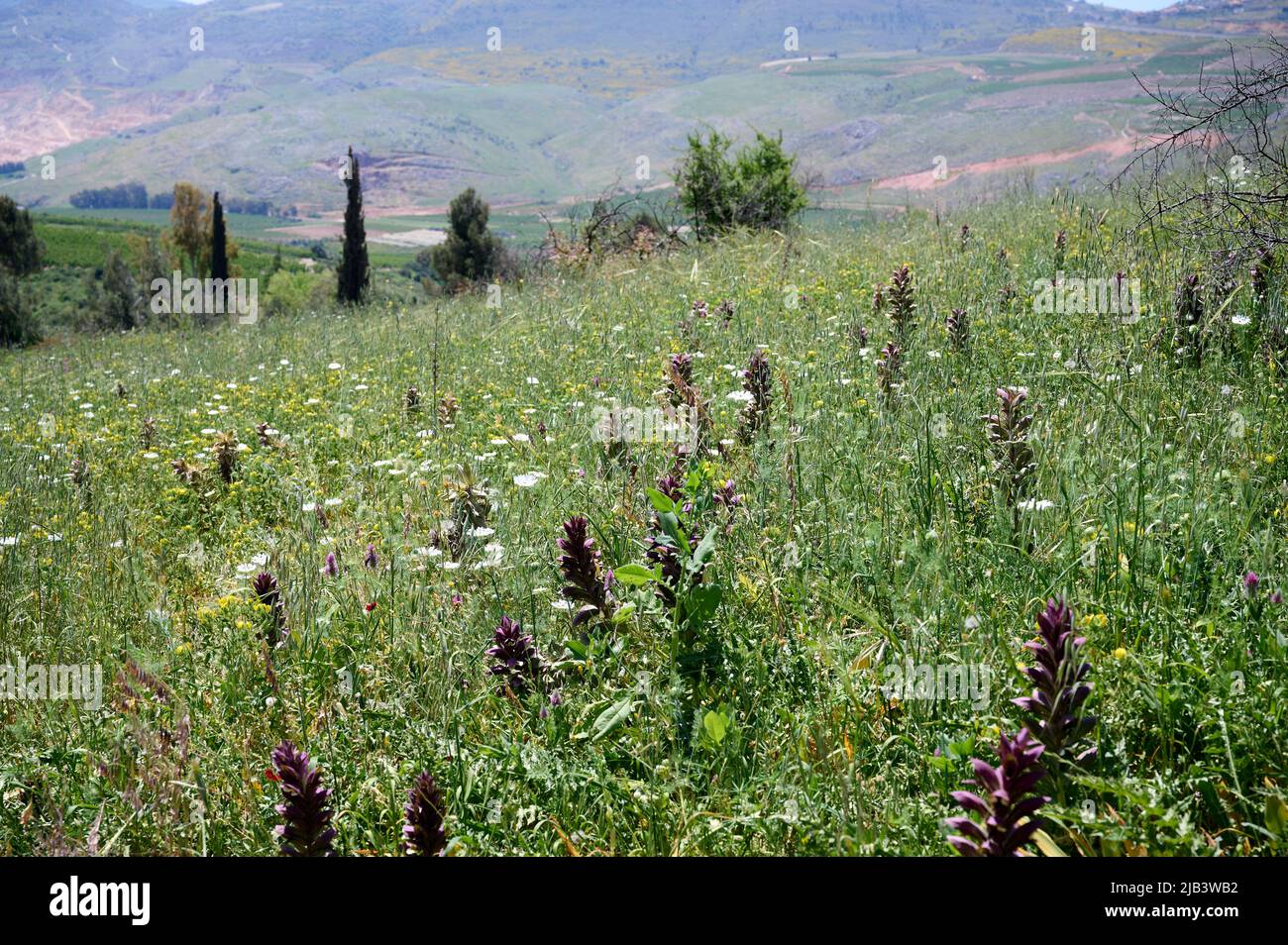Landscapes and plants in the area of the Ayuna water stream. River ...