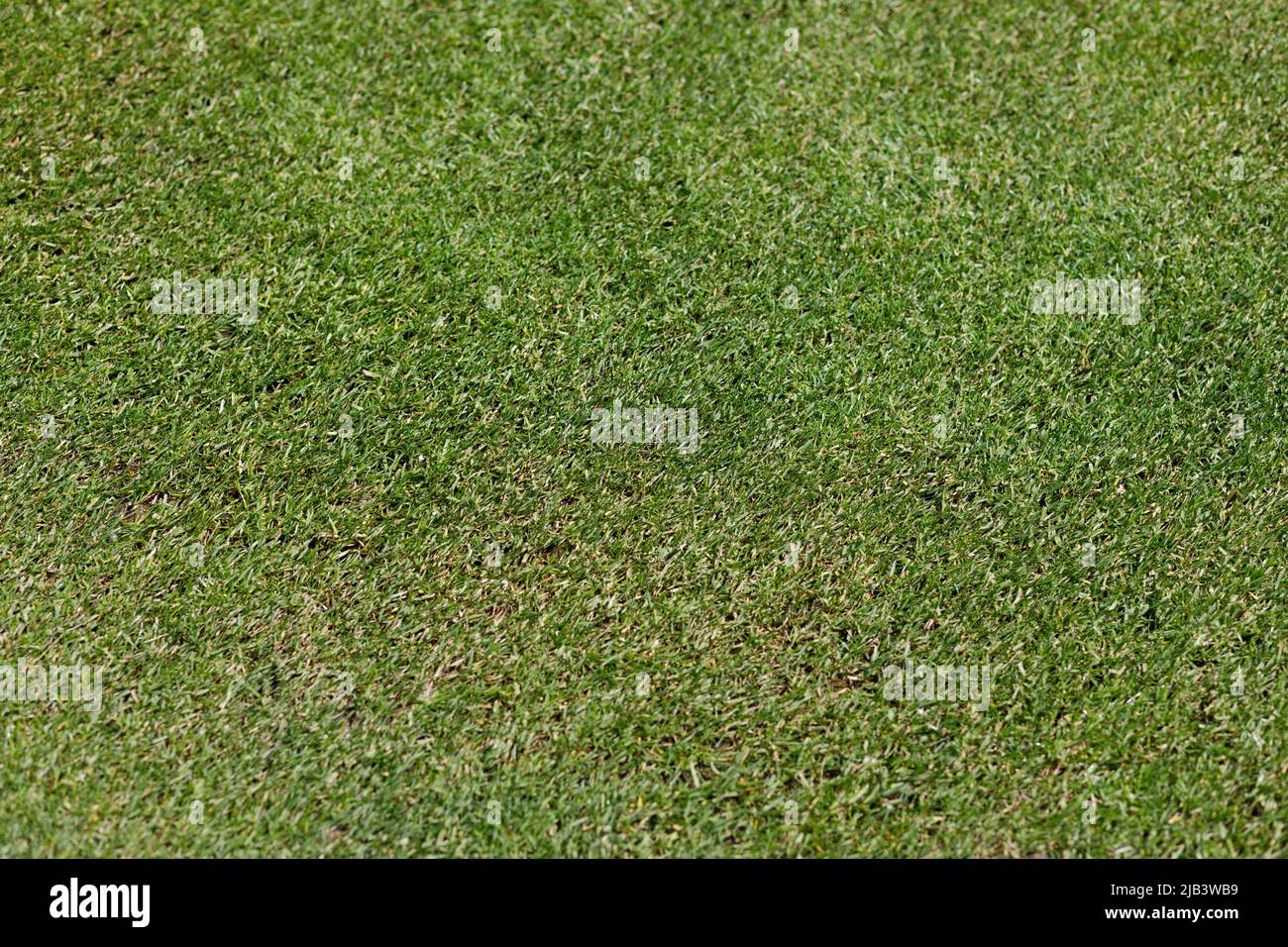 Green lawn pattern and texture background. Close-up Stock Photo - Alamy