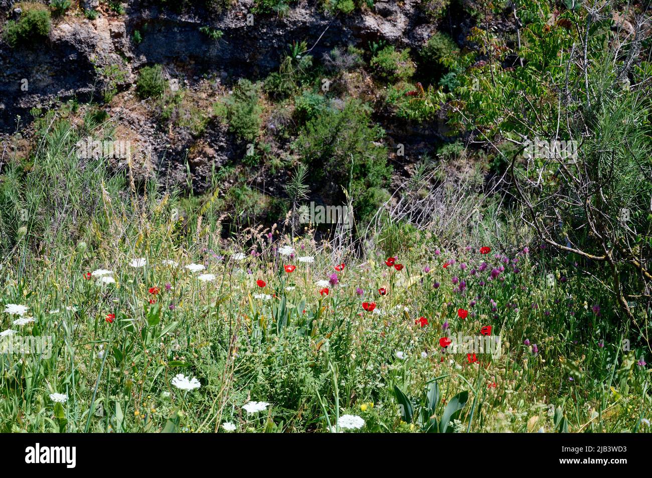 Landscapes and plants in the area of the Ayuna water stream. River ...
