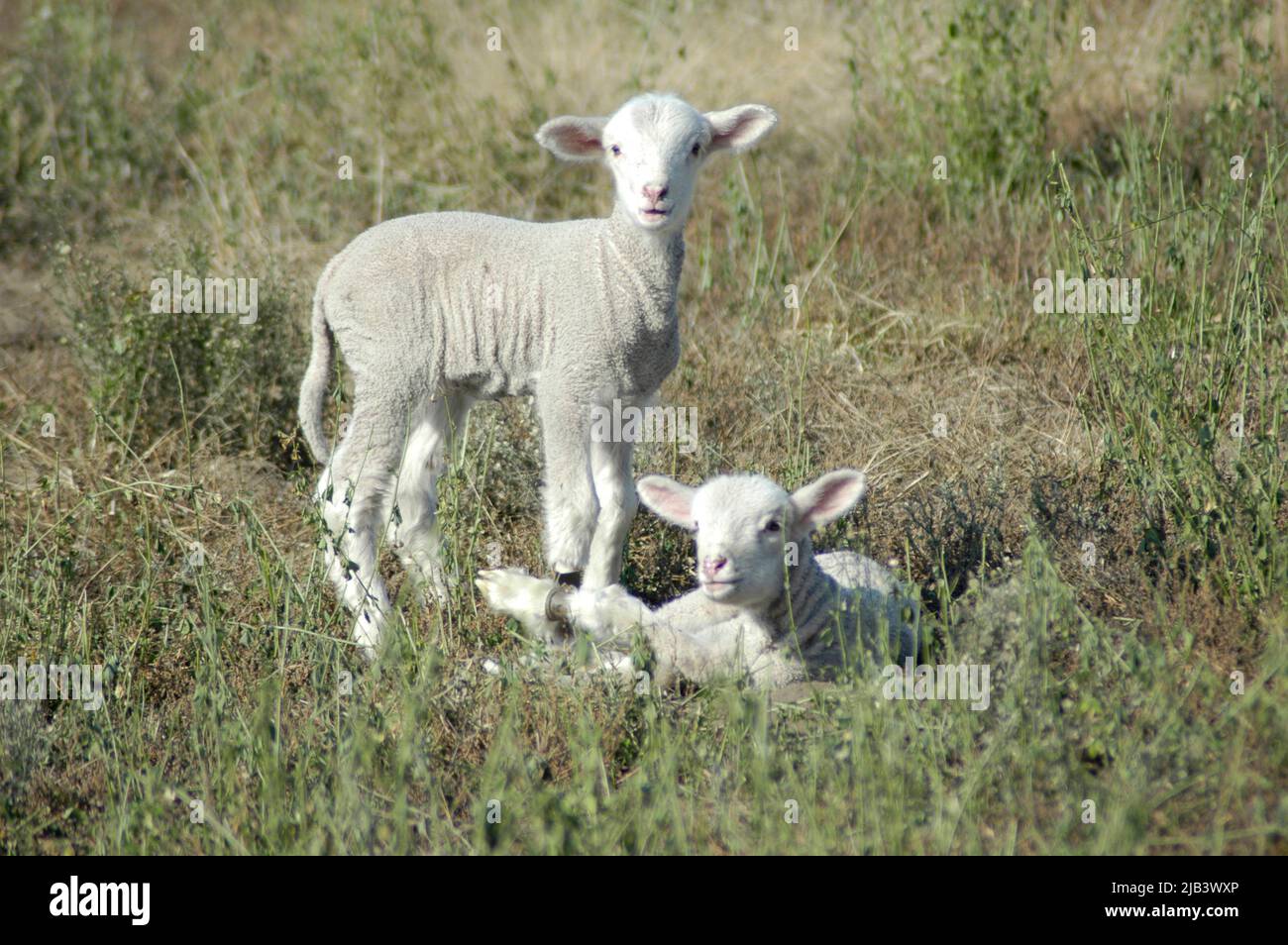 Sheep with her lambs on farm in California CA central Valley Arvin ...