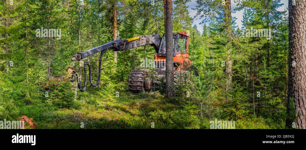 Forest harvesting fully automatic machine stands between trees ...