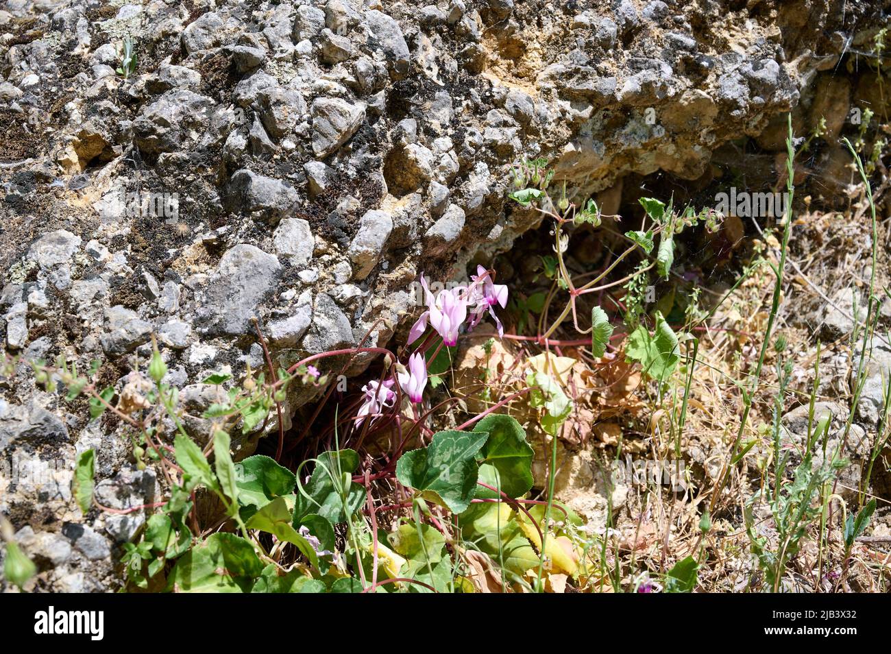 Landscapes and plants in the area of the Ayuna water stream. River ...
