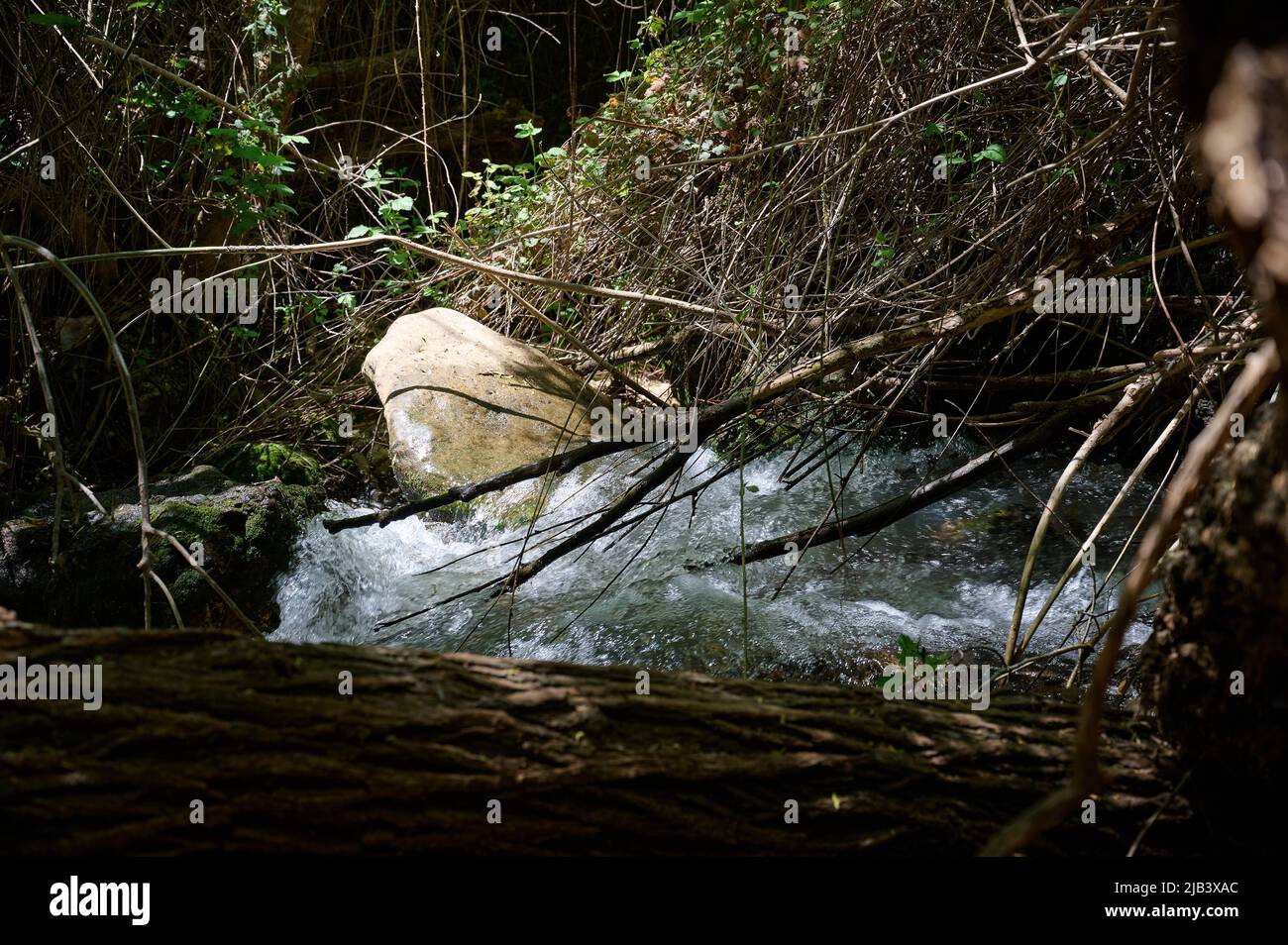 Windbreak and deadwood Ayuna water stream. River Nahal Ayun. Reserve ...