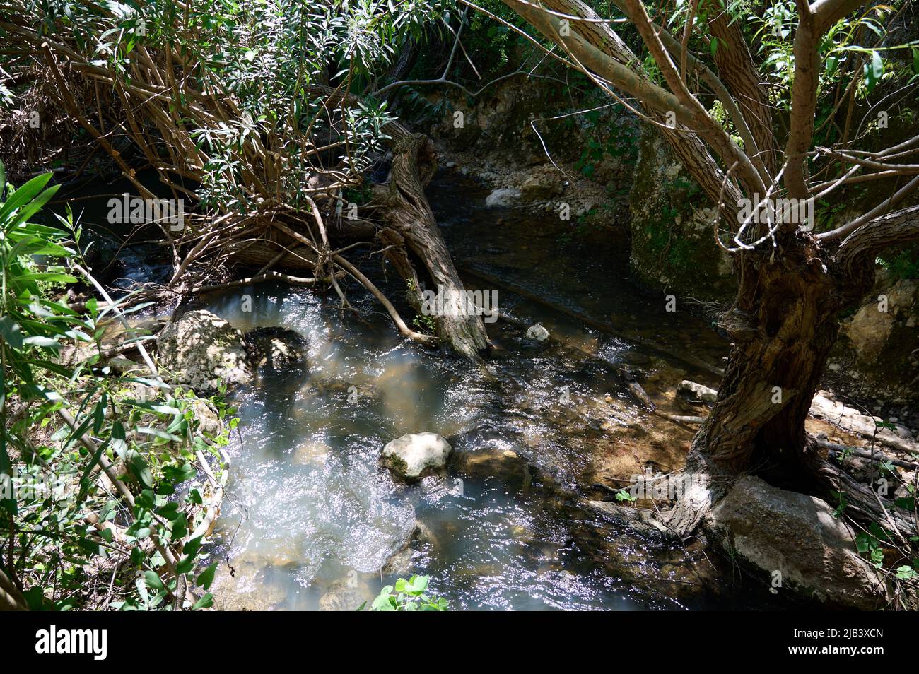 Windbreak and deadwood Ayuna water stream. River Nahal Ayun. Reserve ...