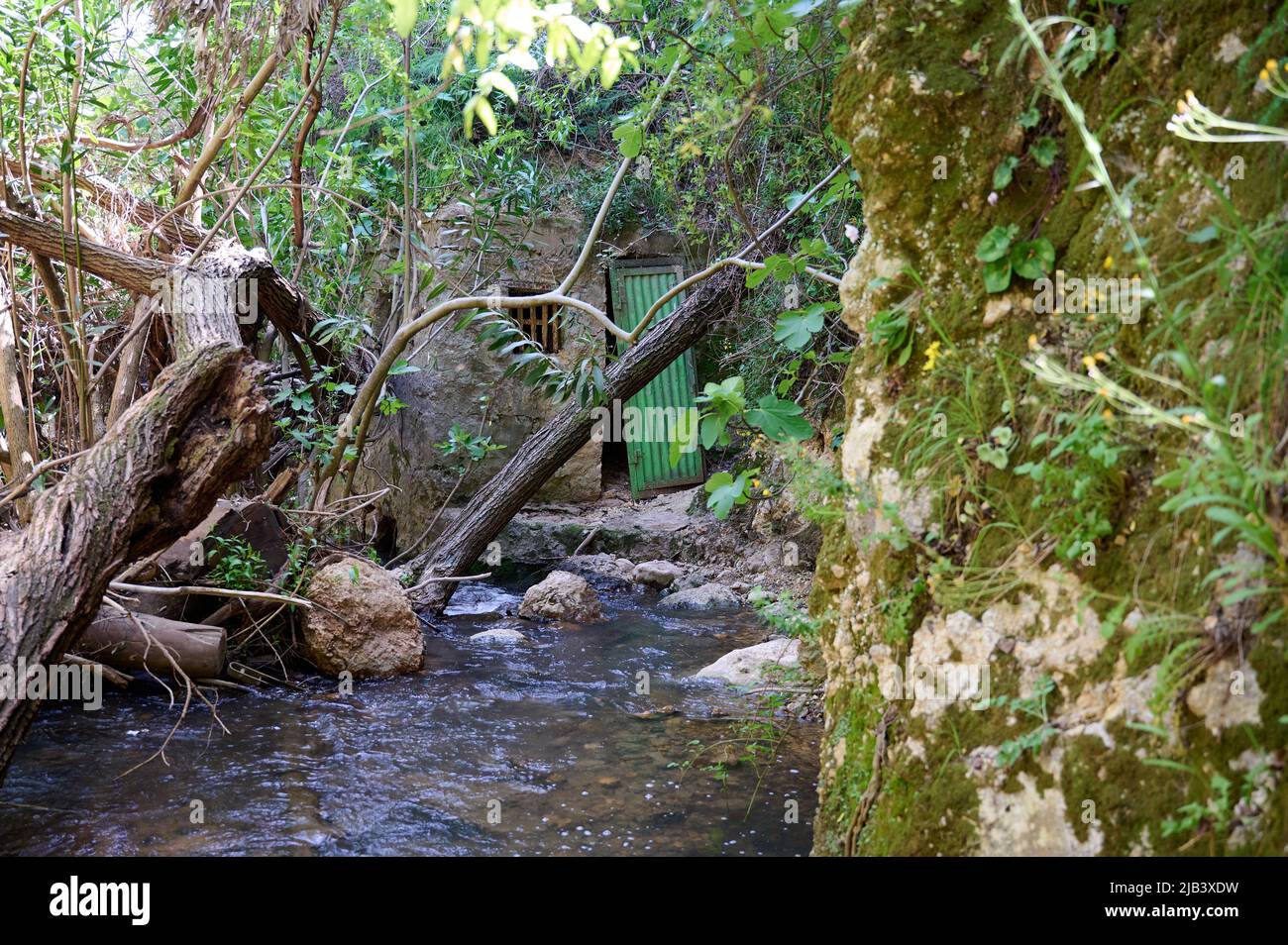 Windbreak and deadwood Ayuna water stream. River Nahal Ayun. Reserve ...