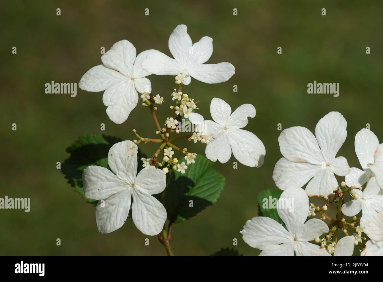 Closeup white flowers of Viburnum plicatum Watanabe - Japanese Snow ...
