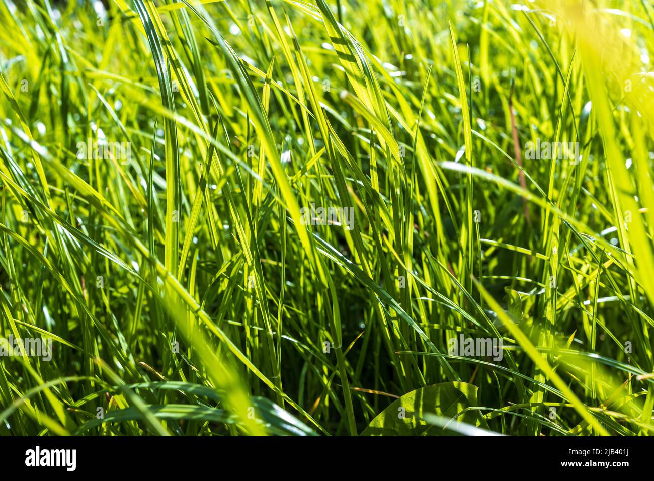 Long fresh green grass texture background view of grass garden Ideal ...