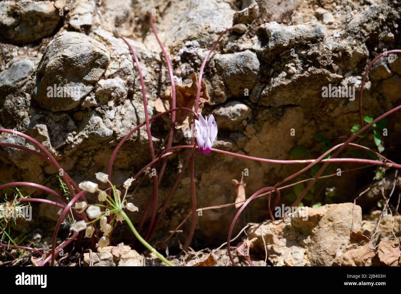 Landscapes and plants in the area of the Ayuna water stream. River ...