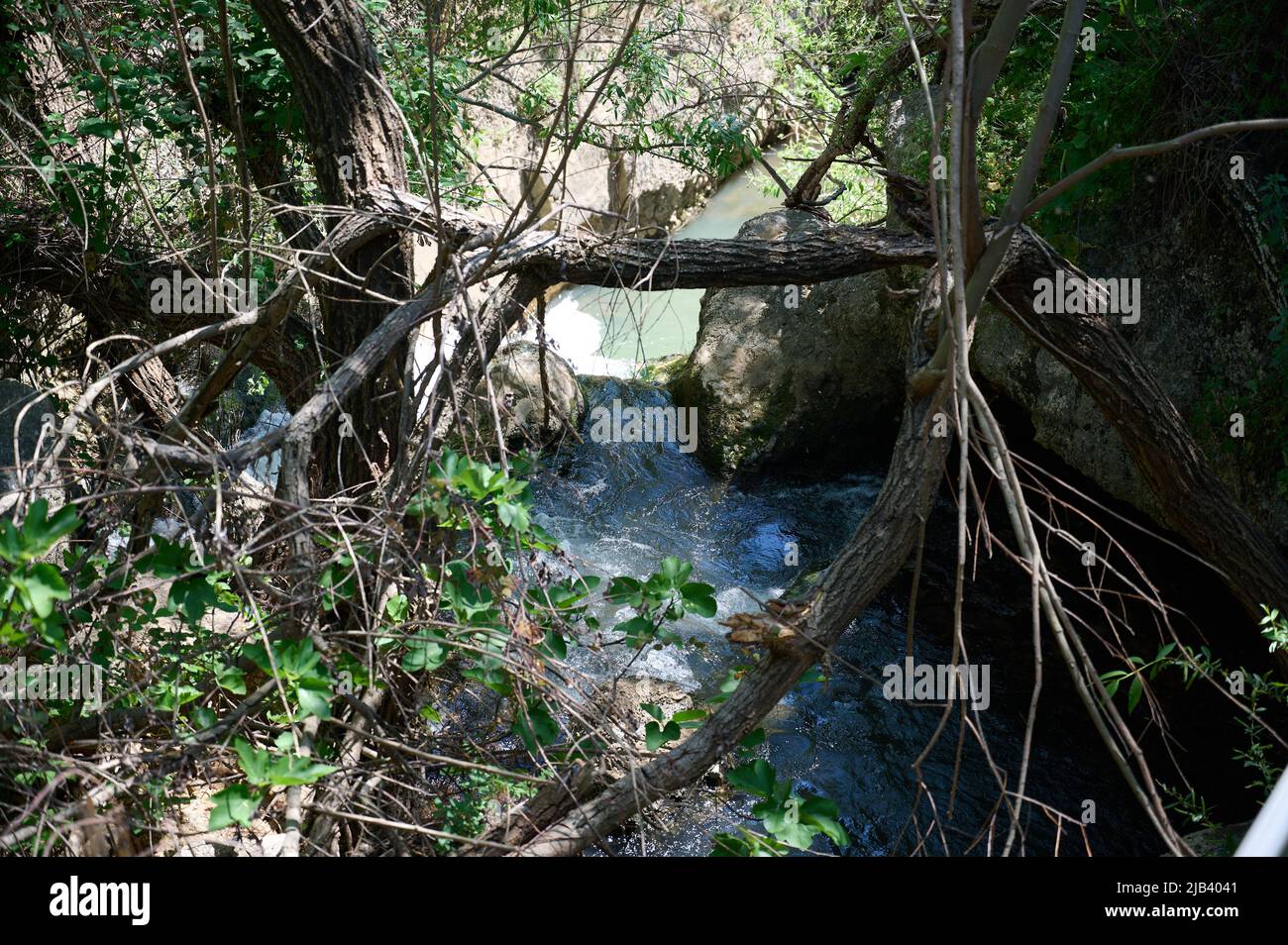Windbreak and deadwood Ayuna water stream. River Nahal Ayun. Reserve ...