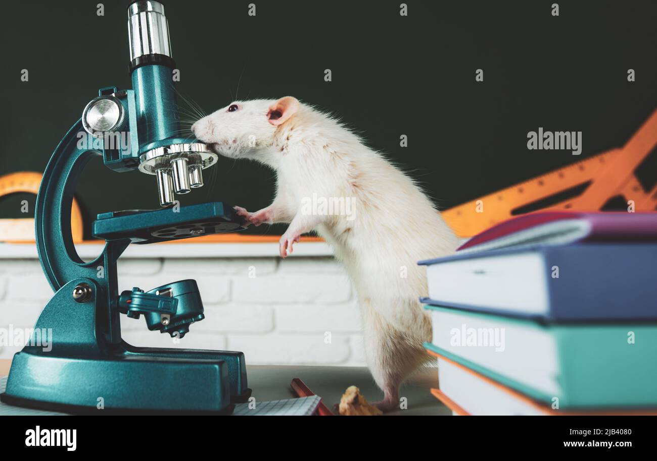 White test rat sitting on microscope, laboratory research. White ...