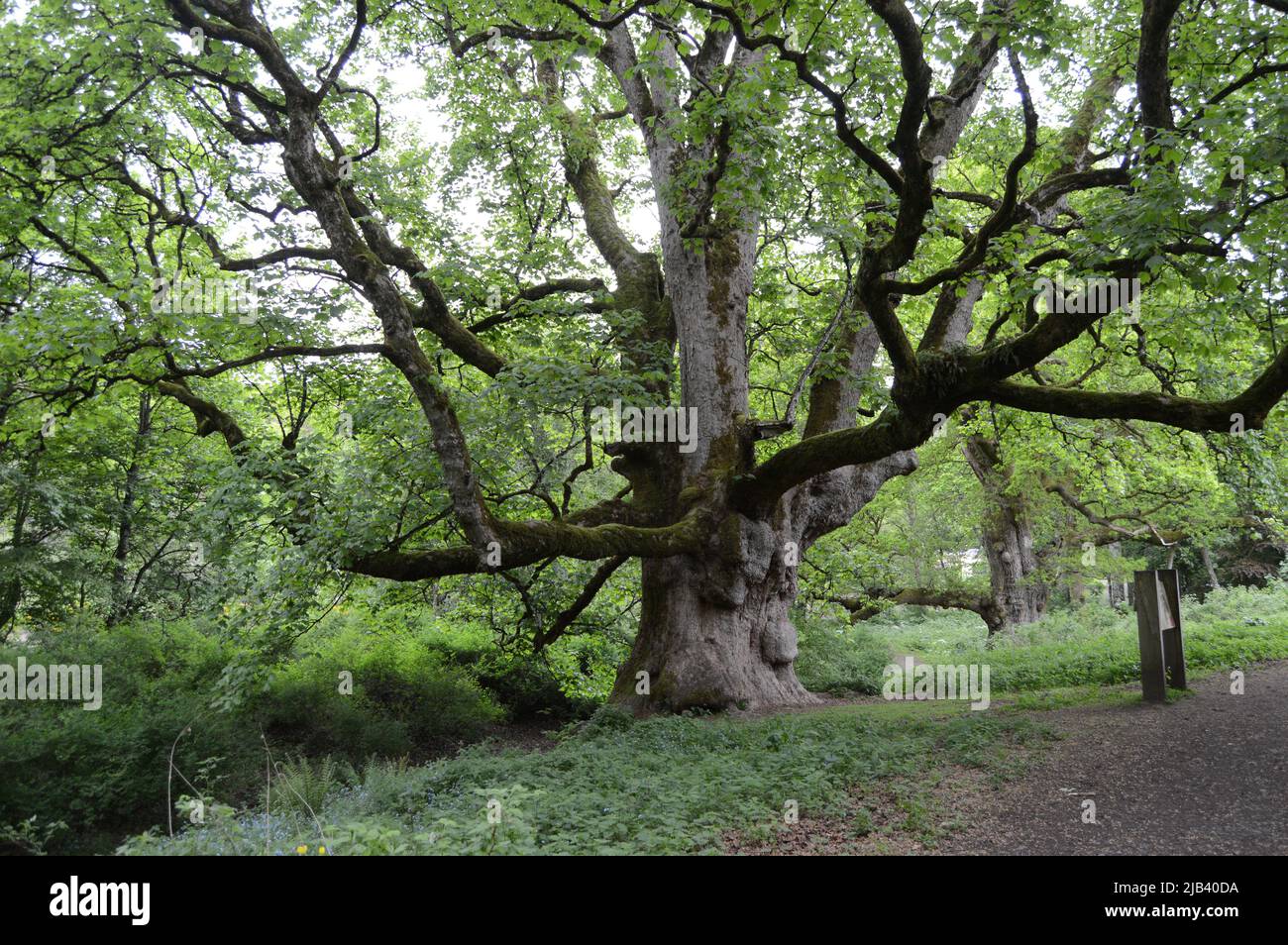 Three centuries old Sycamore, Birnam, Perthshire Stock Photo - Alamy