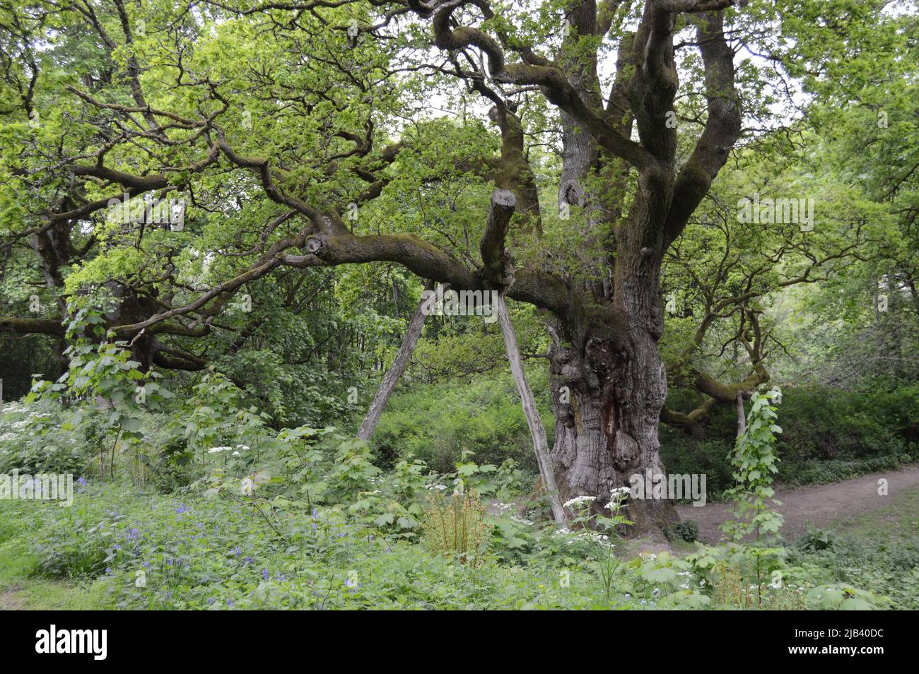 600 Year Old Birnam Oak Tree Stock Photo - Alamy