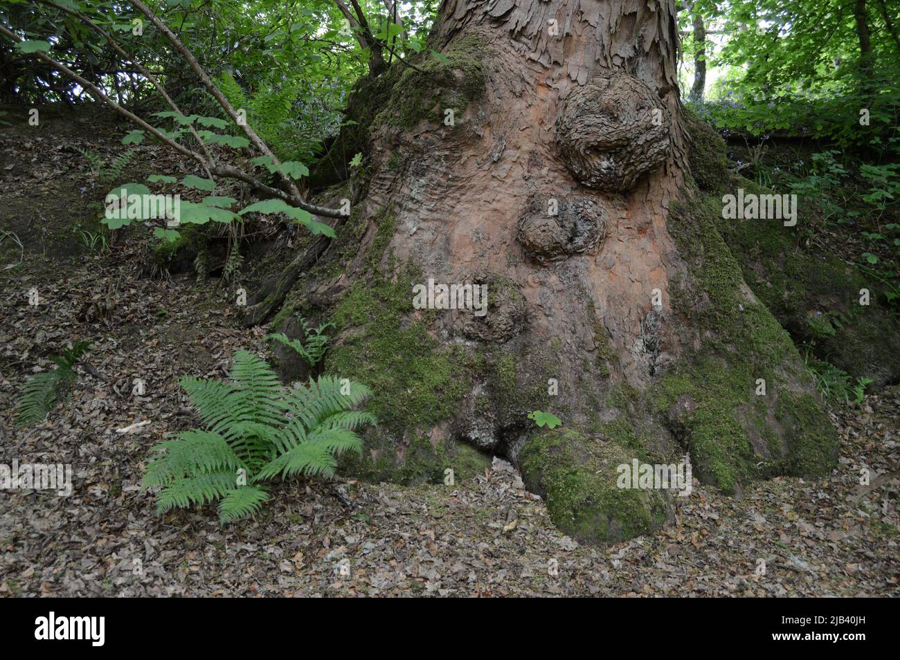 Birnam sycamore hi-res stock photography and images - Alamy