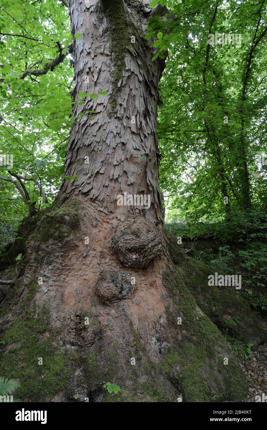 Birnam sycamore hi-res stock photography and images - Alamy