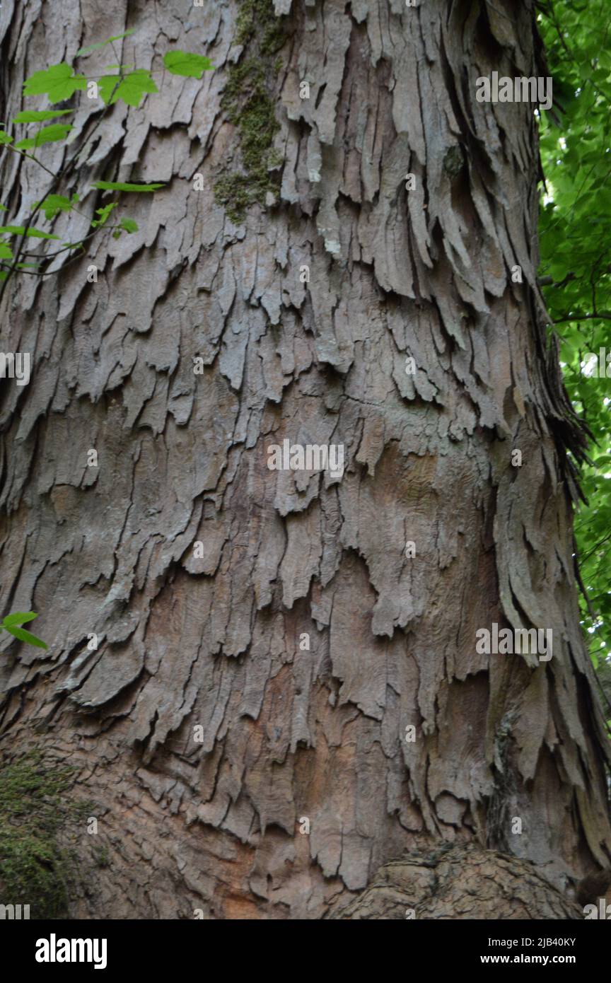 Old Sycamore Tree, south bank River Tay at Birnam Stock Photo - Alamy