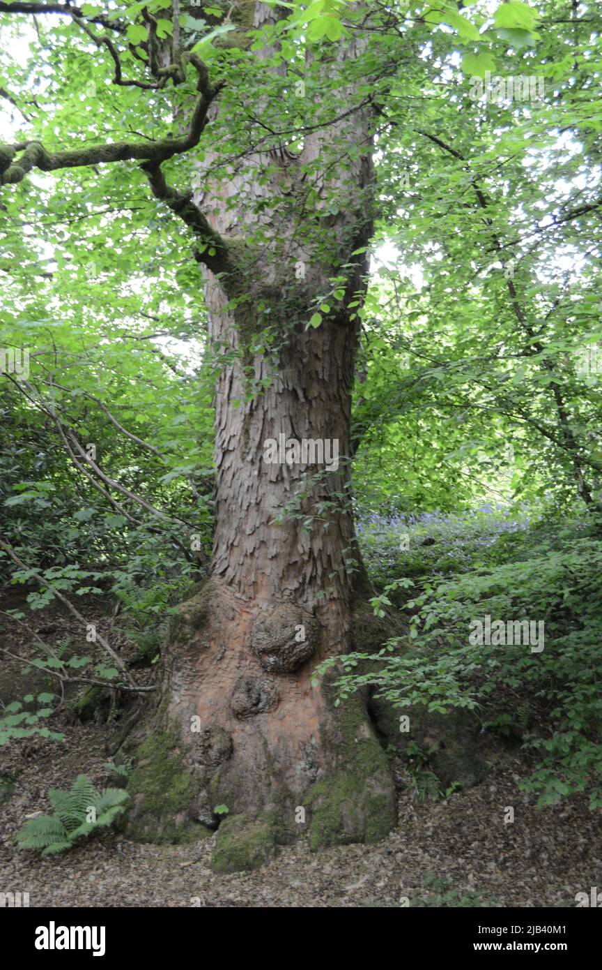 Old Sycamore Tree, south bank River Tay at Birnam Stock Photo - Alamy